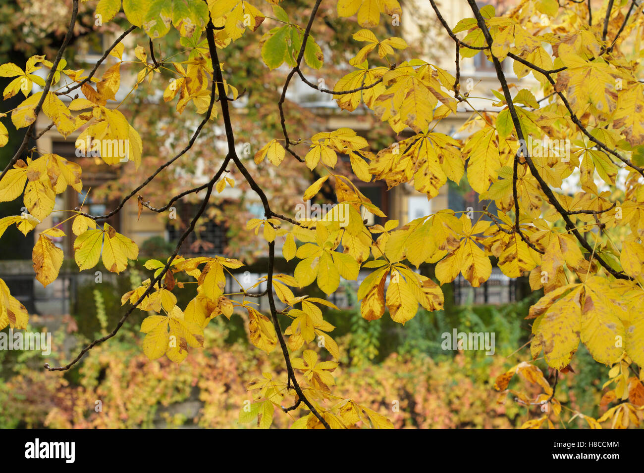 Branches of Horse Chestnut with Autumn colour, overhanging bank of ...