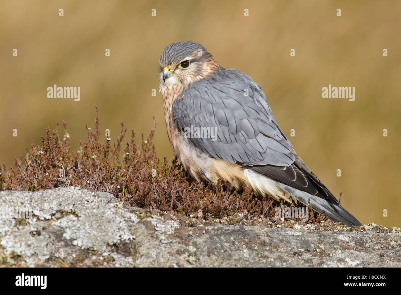 Merlin (Falco columbarius) adult male, perched on gritstone rock, on ...