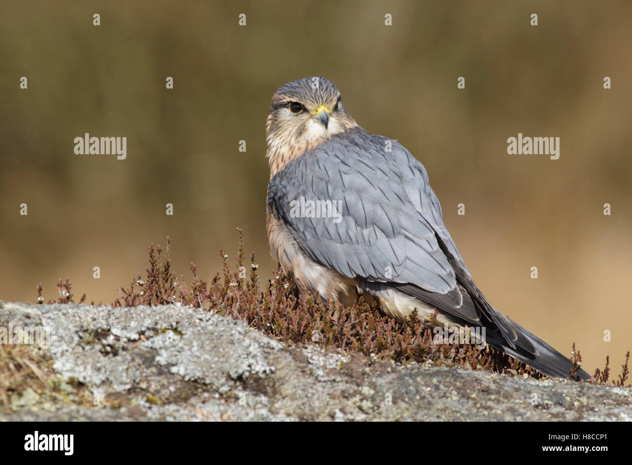 England moorland bird hi-res stock photography and images - Alamy