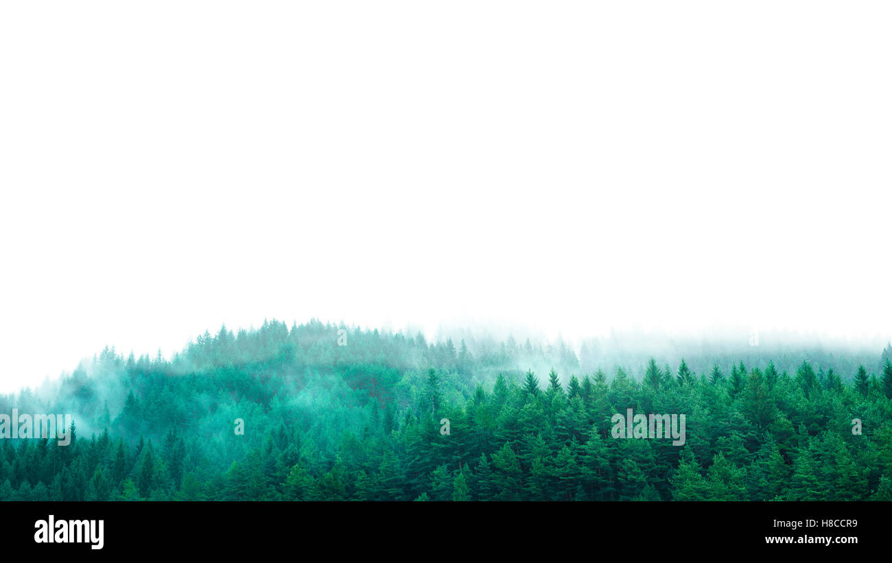 green forest with clear blank space Stock Photo - Alamy