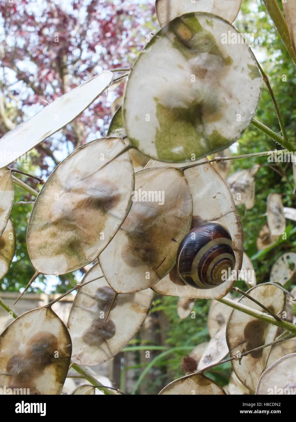 honesty seed pods with snail Stock Photo - Alamy
