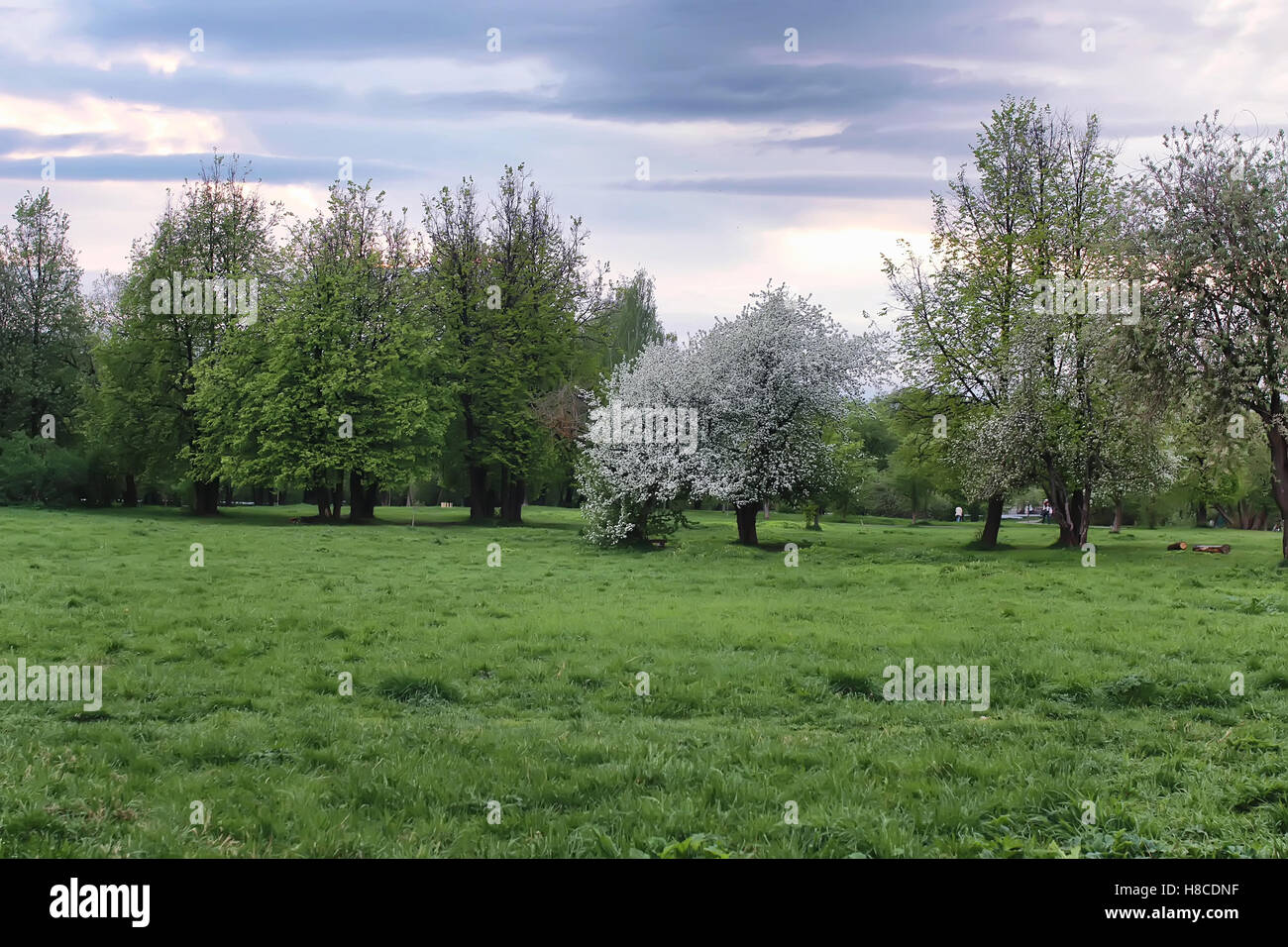 flower apple tree in field sunset Stock Photo - Alamy