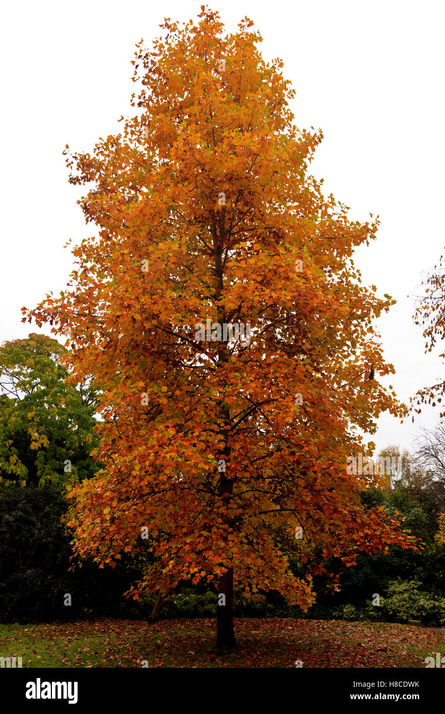 Autumn Colours at Hampton Court Stock Photo - Alamy