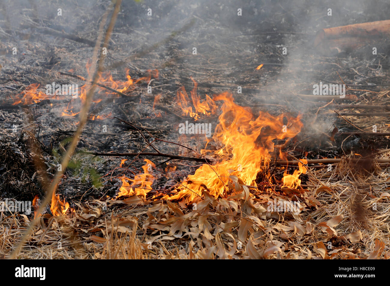 Summer wildfires burning in the Forest at rural area of Khon Kaen ...