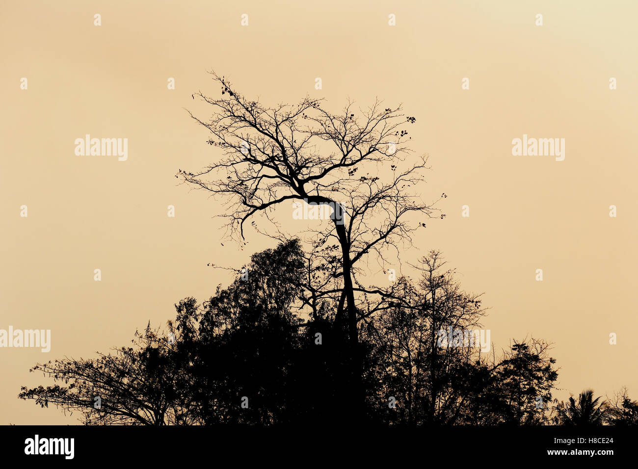 Silhouette of tree top in the evening at garden Stock Photo - Alamy
