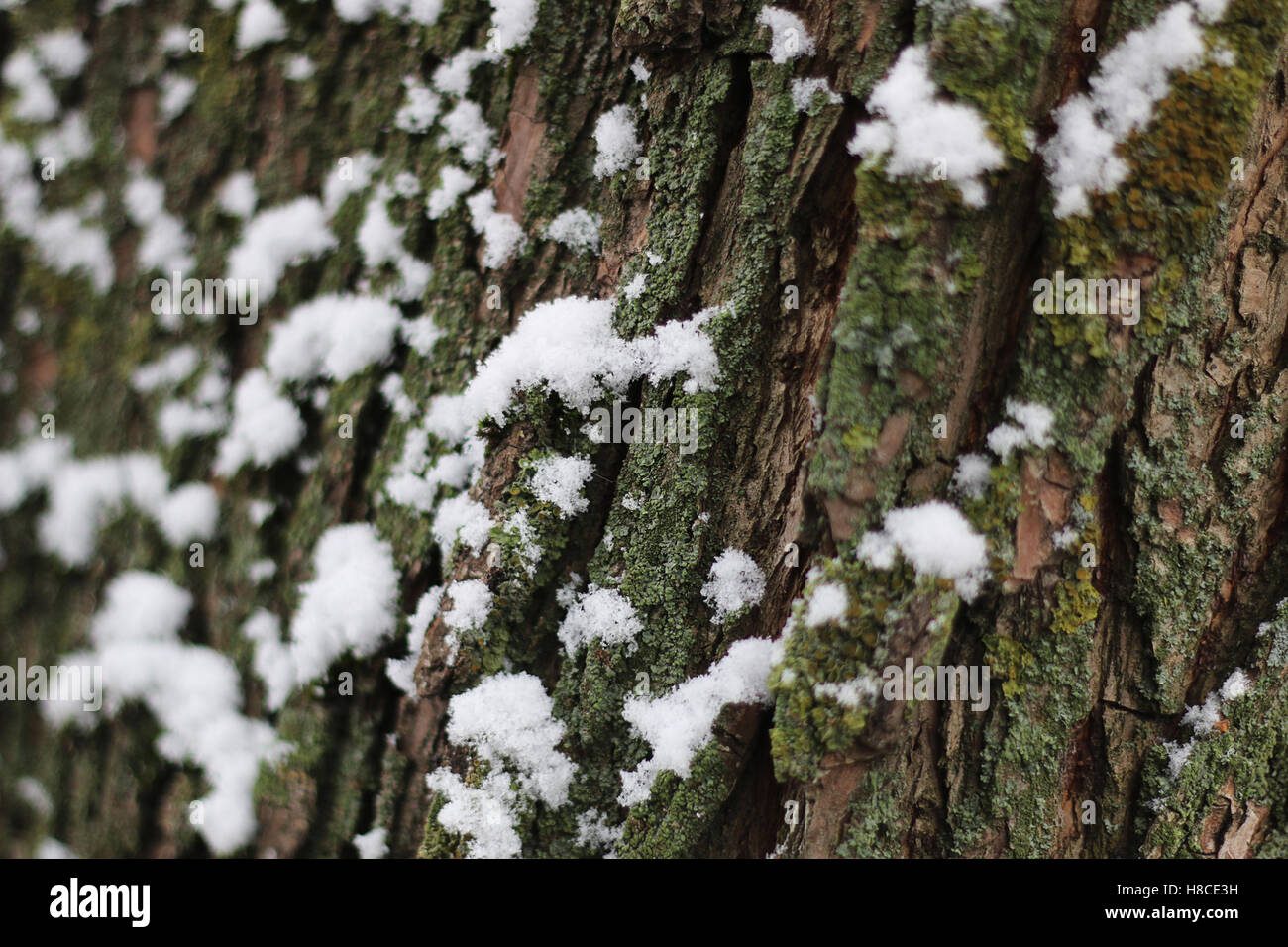 tree bark winter Stock Photo - Alamy