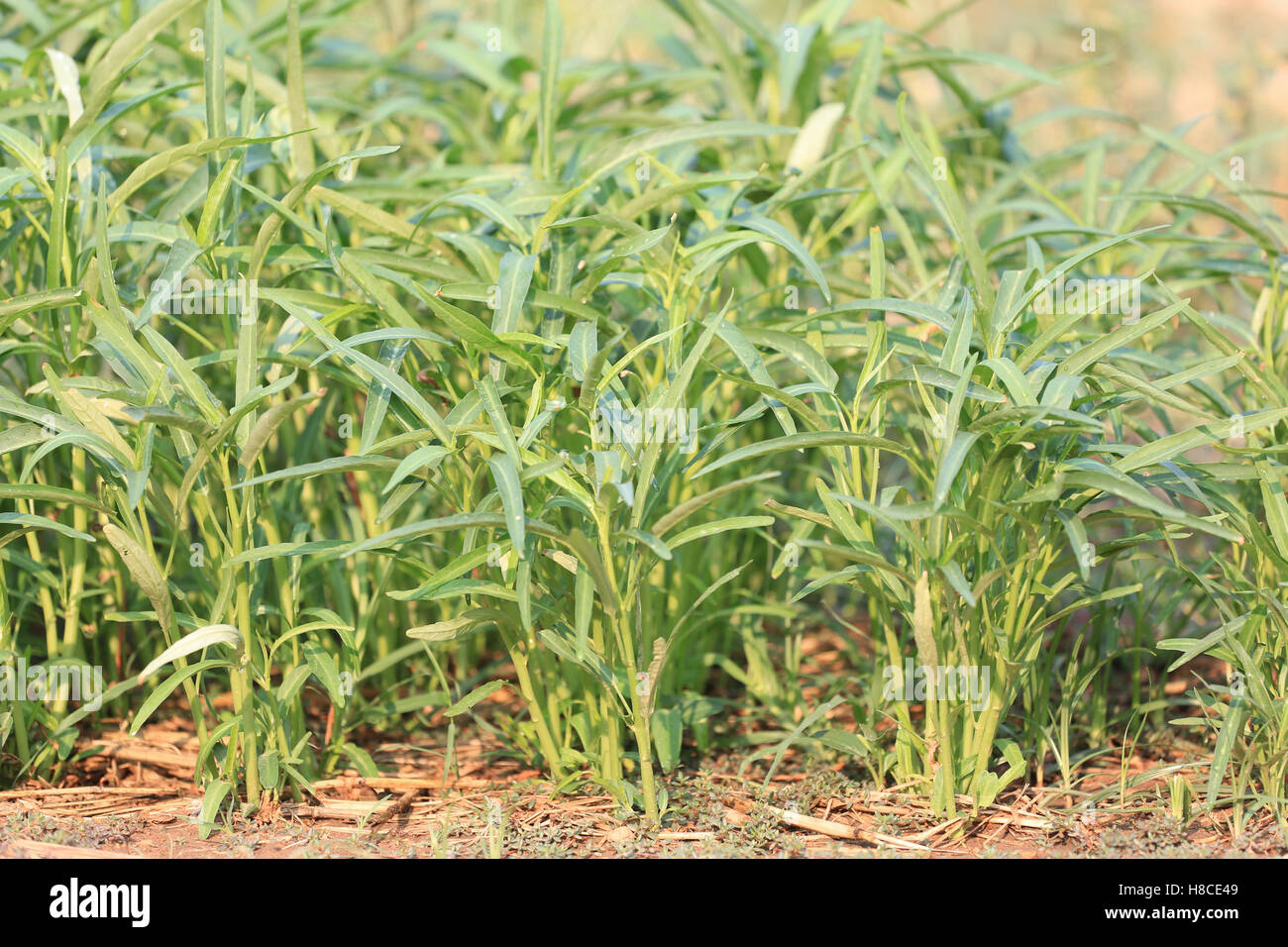 Morning Glory grow in the vegetable garden Stock Photo - Alamy