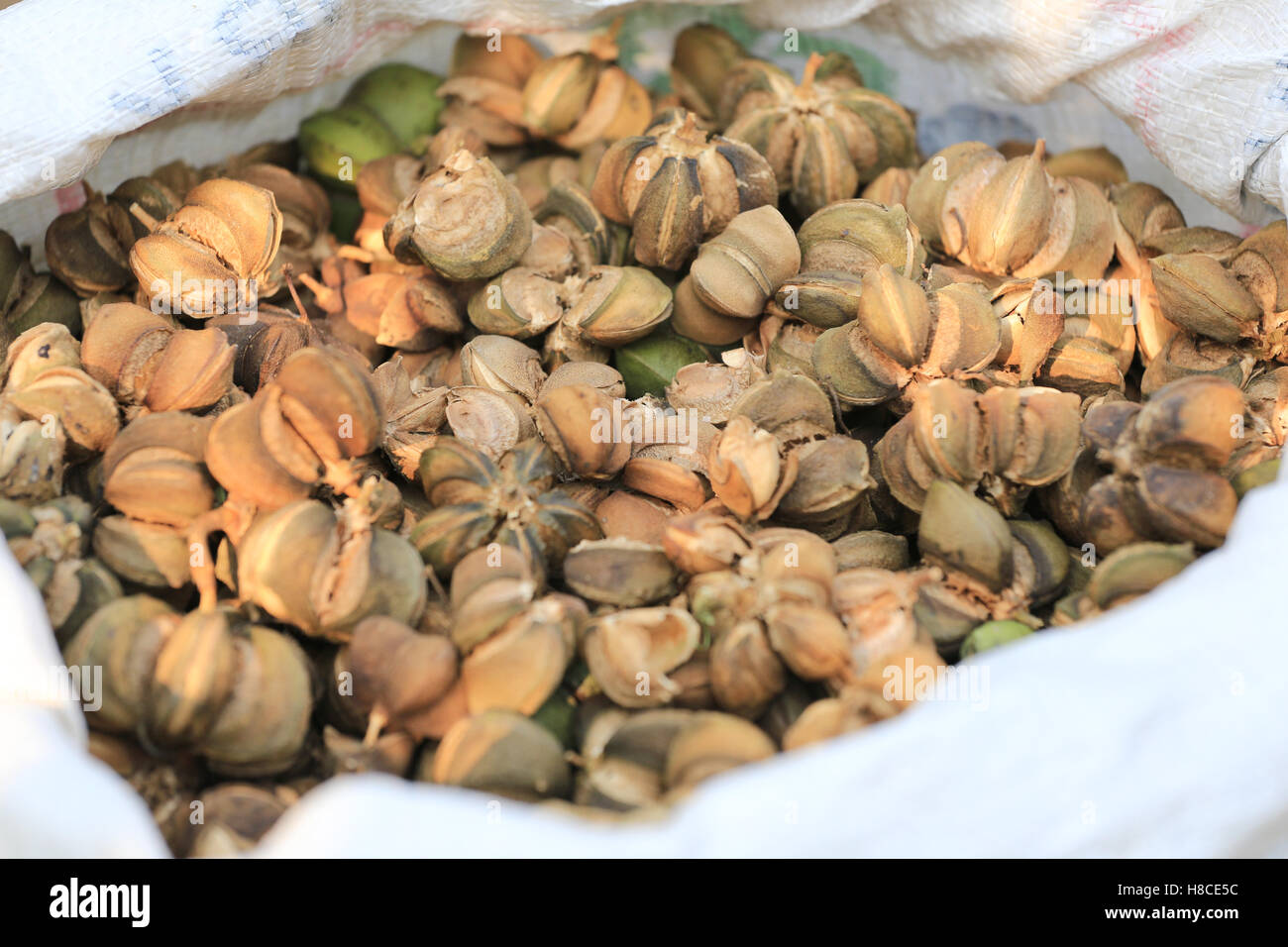 Ripe fruit of Legumes Sacha inchi or Inca peanut tree,Tropical herbs ...