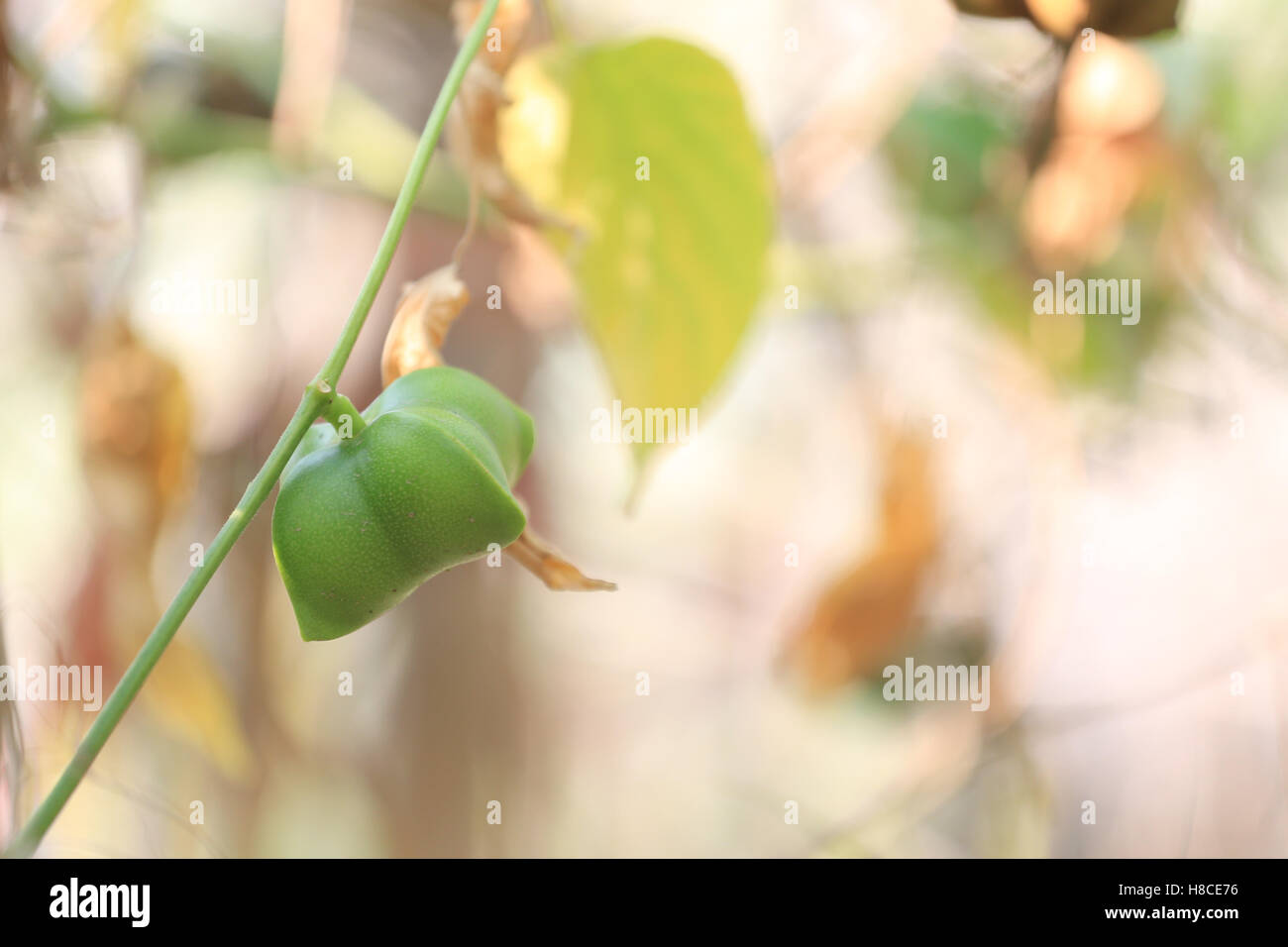 Legumes of Sacha inchi or Inca peanut tree,Tropical herbs that are ...