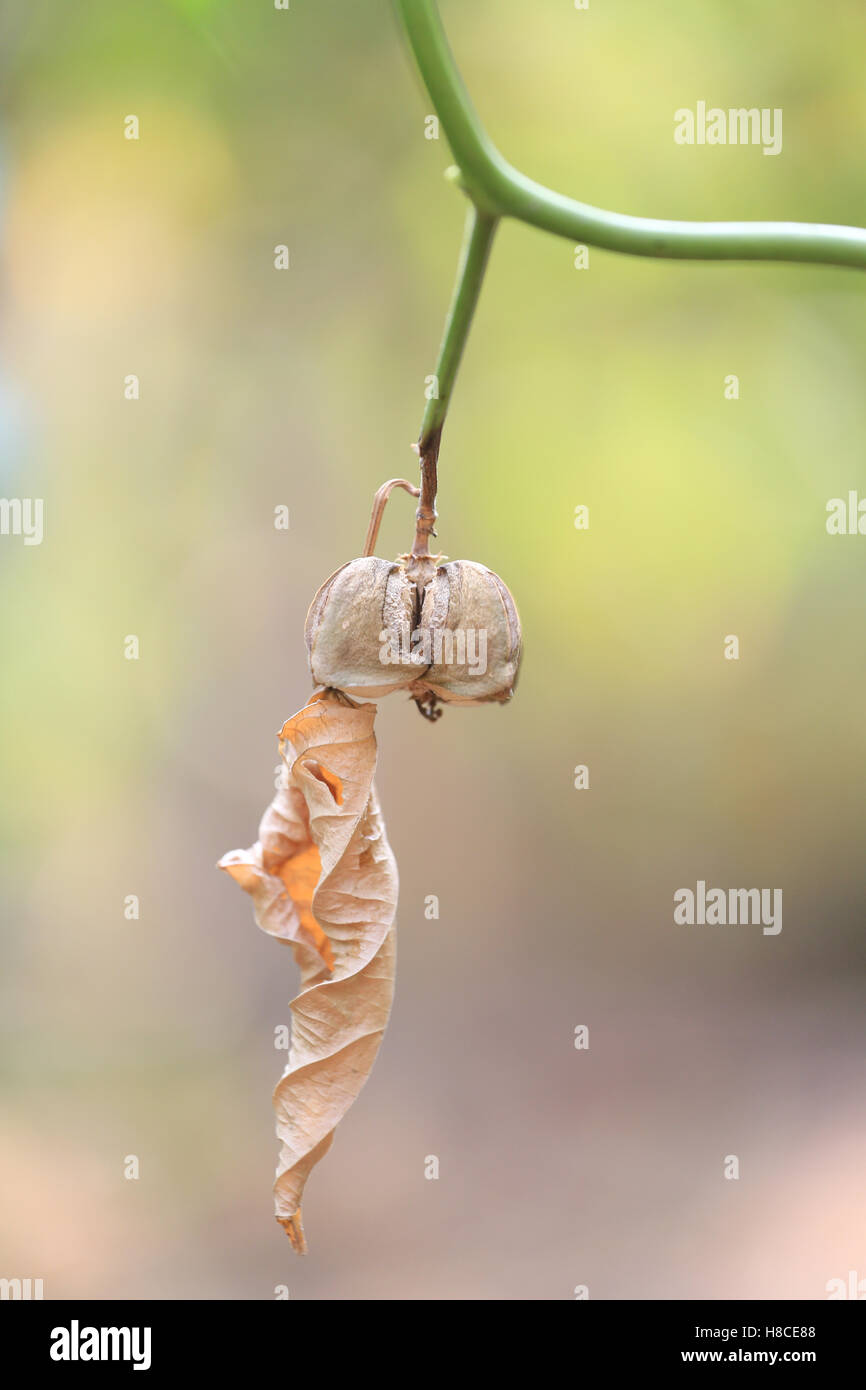 Legumes of Sacha inchi or Inca peanut tree,Tropical herbs that are ...