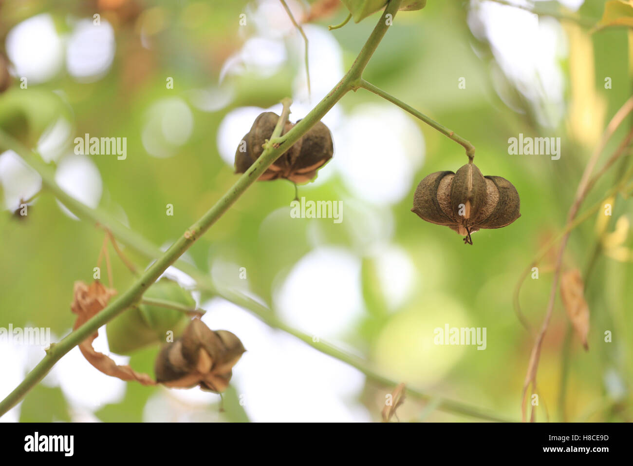 Legumes of Sacha inchi or Inca peanut tree,Tropical herbs that are ...