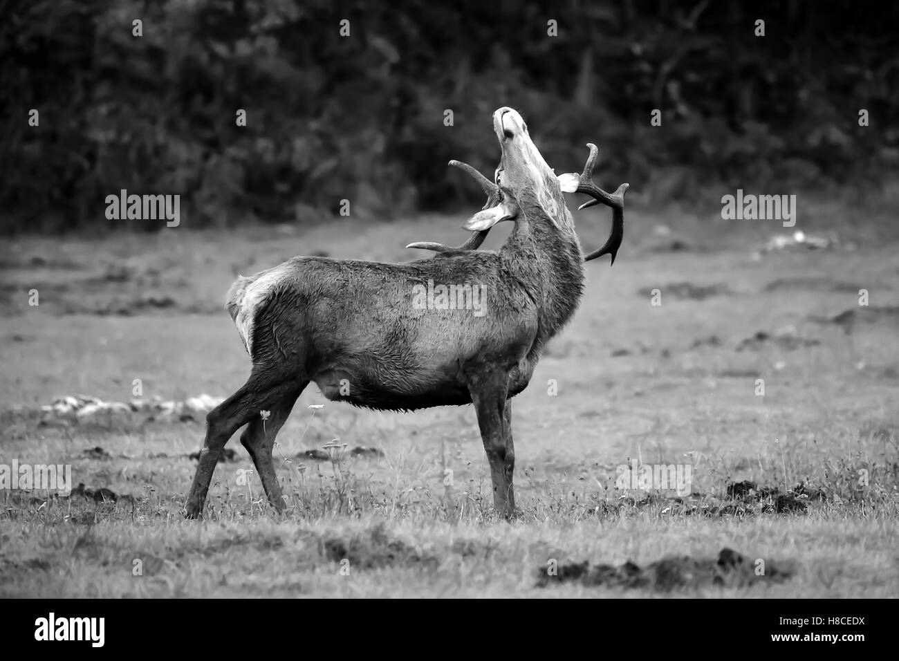 Male deer with its majestic horns, bellow to attract the attention of ...
