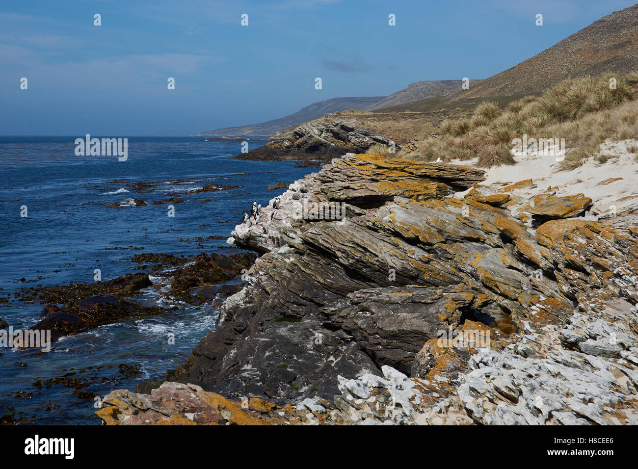 Coast of Carcass Island in the Falkland Islands Stock Photo - Alamy