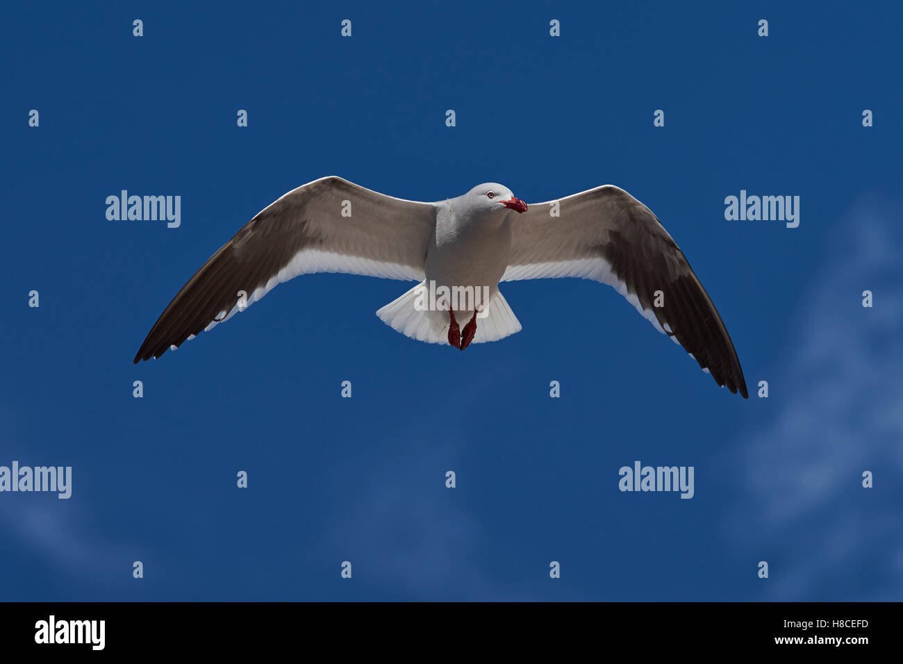 Dolphin Gull (Leucophaeus scoresbii) in flight Stock Photo - Alamy