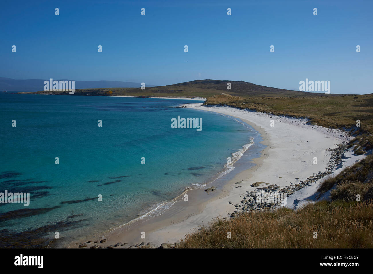 Leopard beach hi-res stock photography and images - Alamy