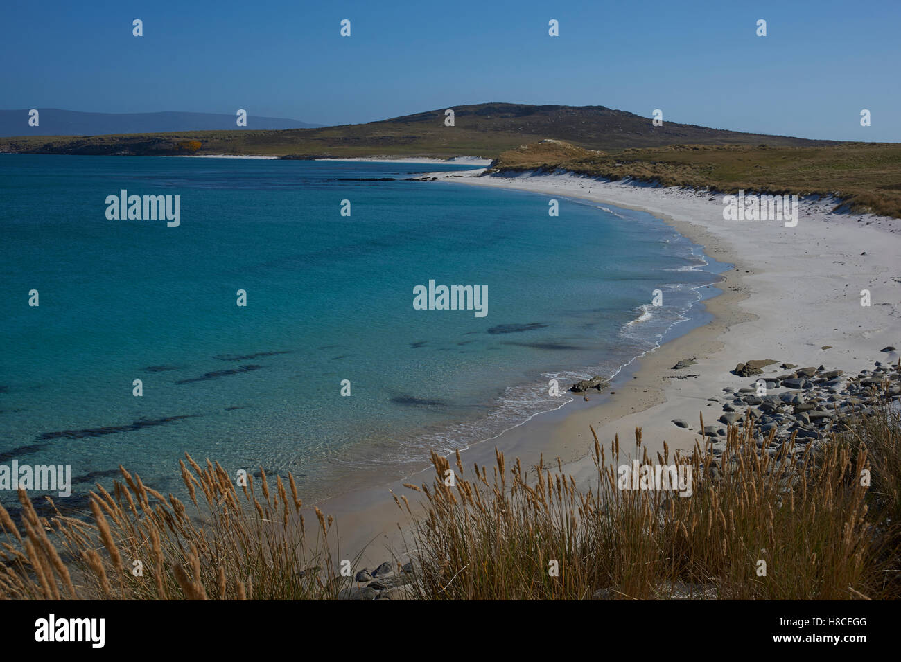 Leopard Beach High Resolution Stock Photography and Images - Alamy