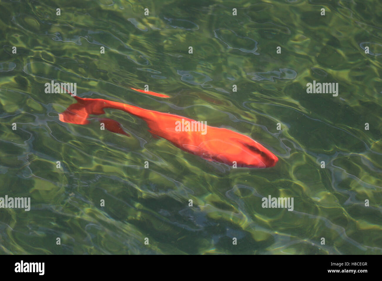 Orange Koi fish being swimming in the pond Stock Photo - Alamy