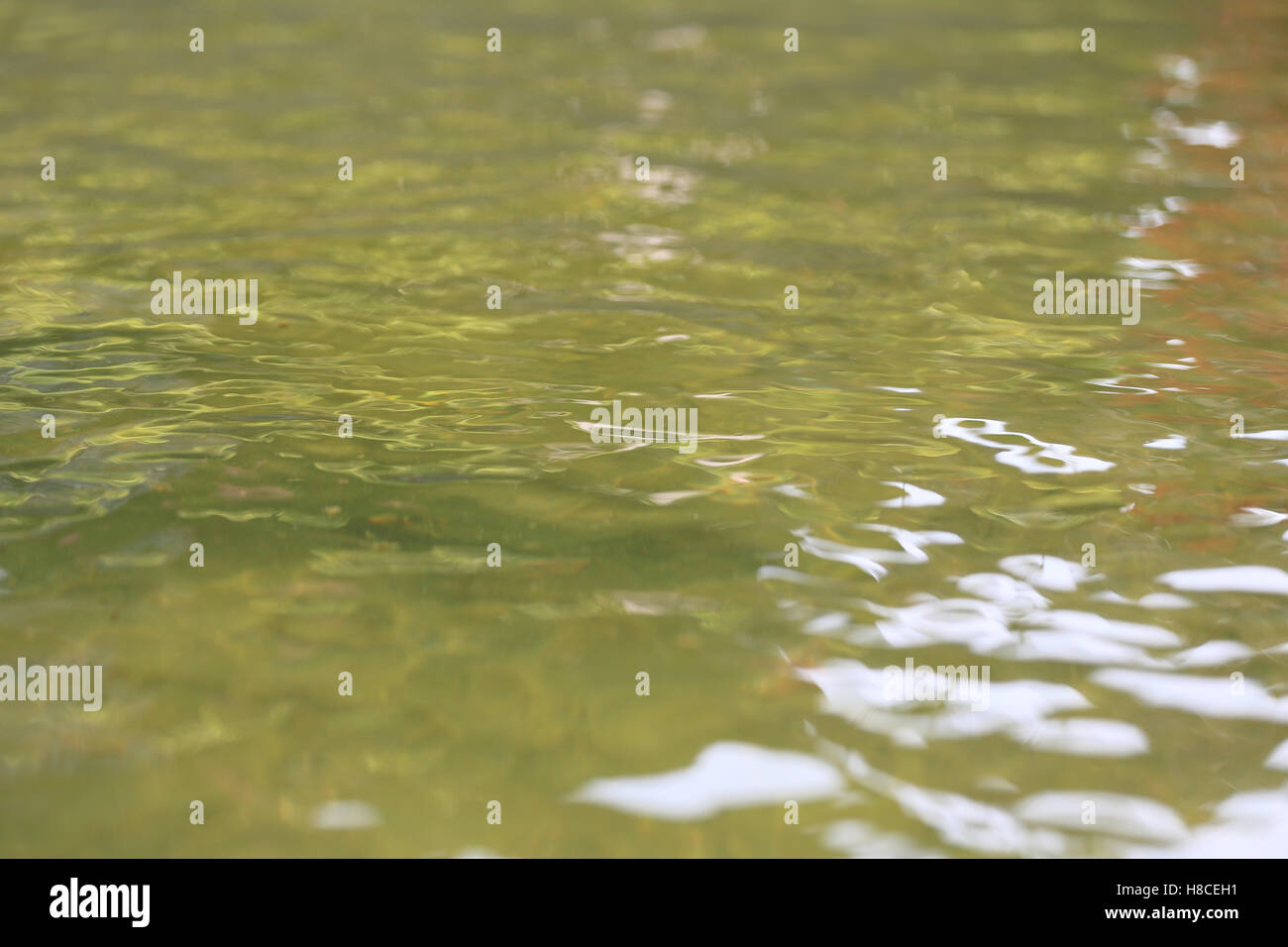 Abstract yellow water in pond for the design background Stock Photo - Alamy