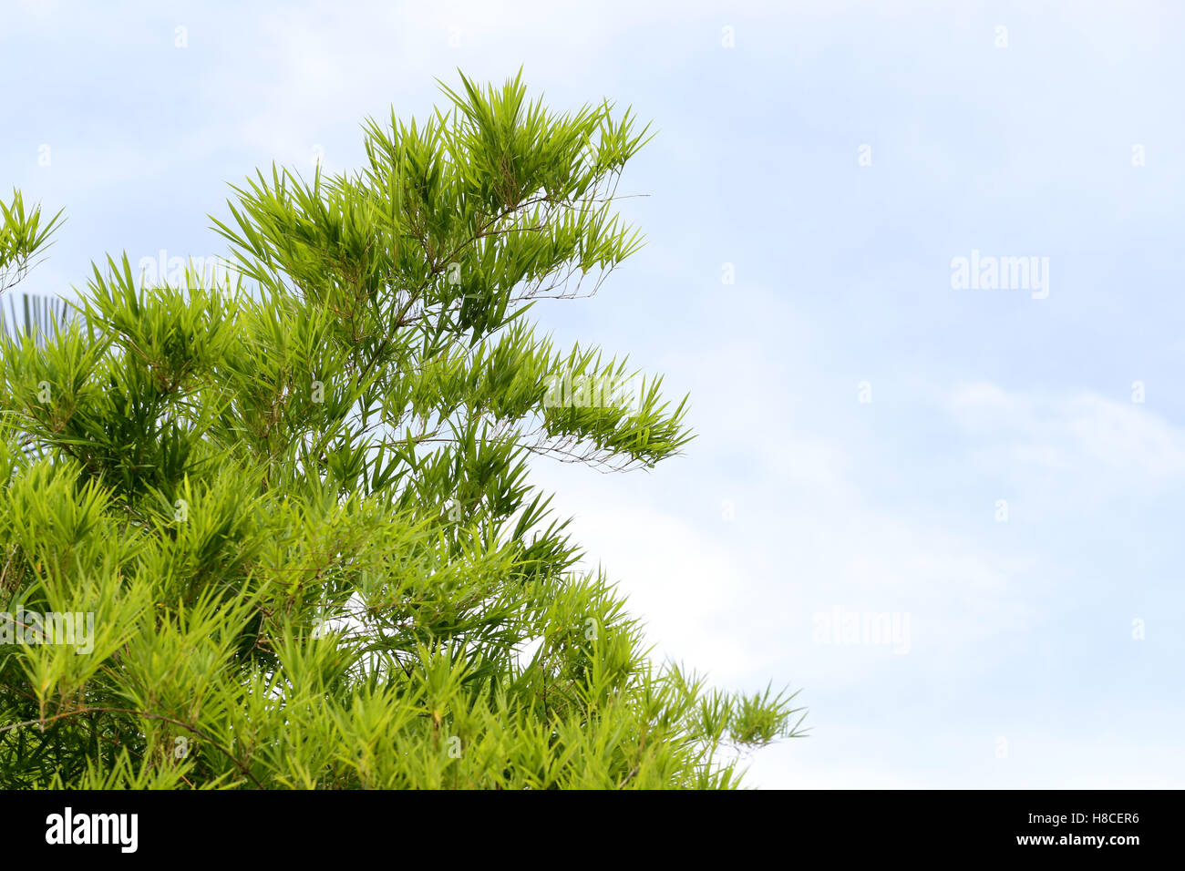 tree top of bamboo Leaves in the public park on a background of blue ...