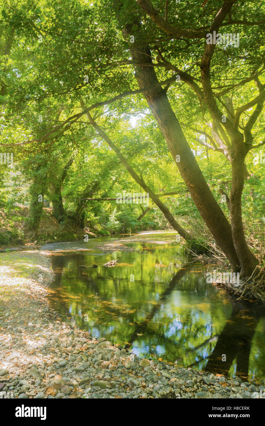 Bridge in forest beautiful hi-res stock photography and images - Alamy