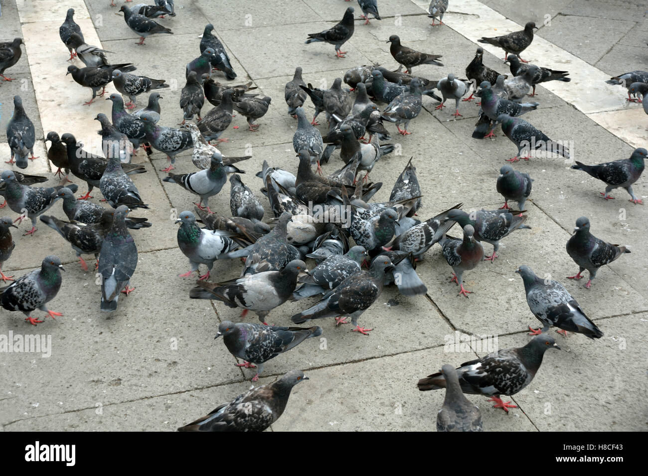 Pigeons in the world hi-res stock photography and images - Alamy