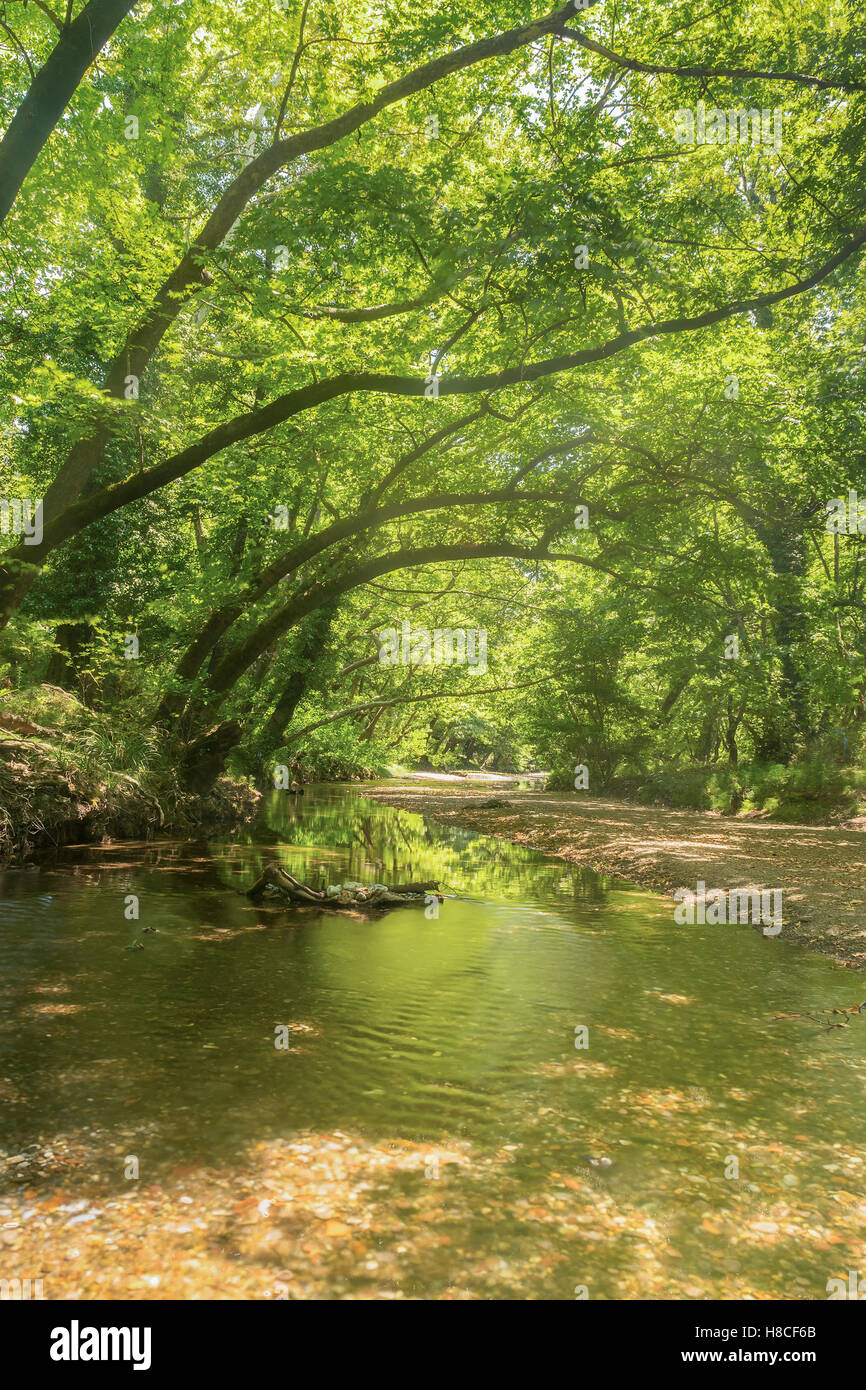 Beautiful green forest at the village of Prokopi in Euboea in Greece ...