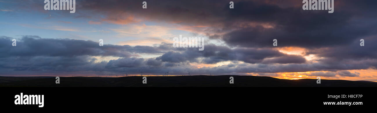 Longformacus hi-res stock photography and images - Alamy