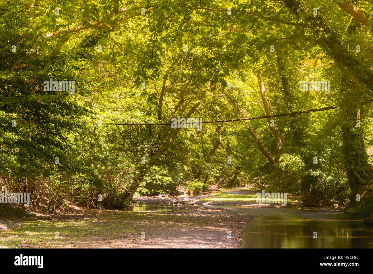 Beautiful day in a forest hi-res stock photography and images - Alamy