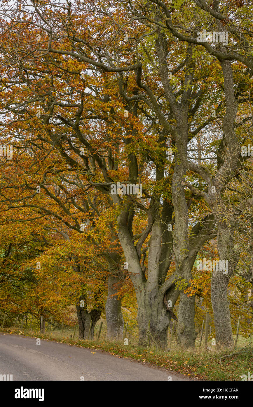 Ash trees autumn hi-res stock photography and images - Alamy