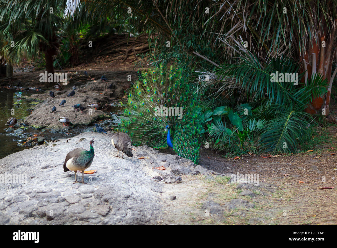 Blue peacock with it's tail feathers open courting with peahens at ...
