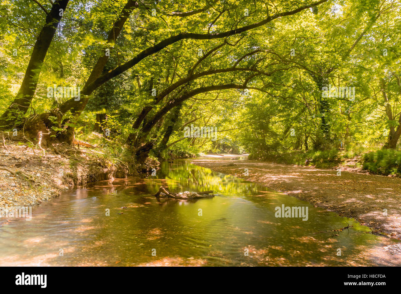 Beautiful green forest at prokopi village in Euboea in Greece with tall ...