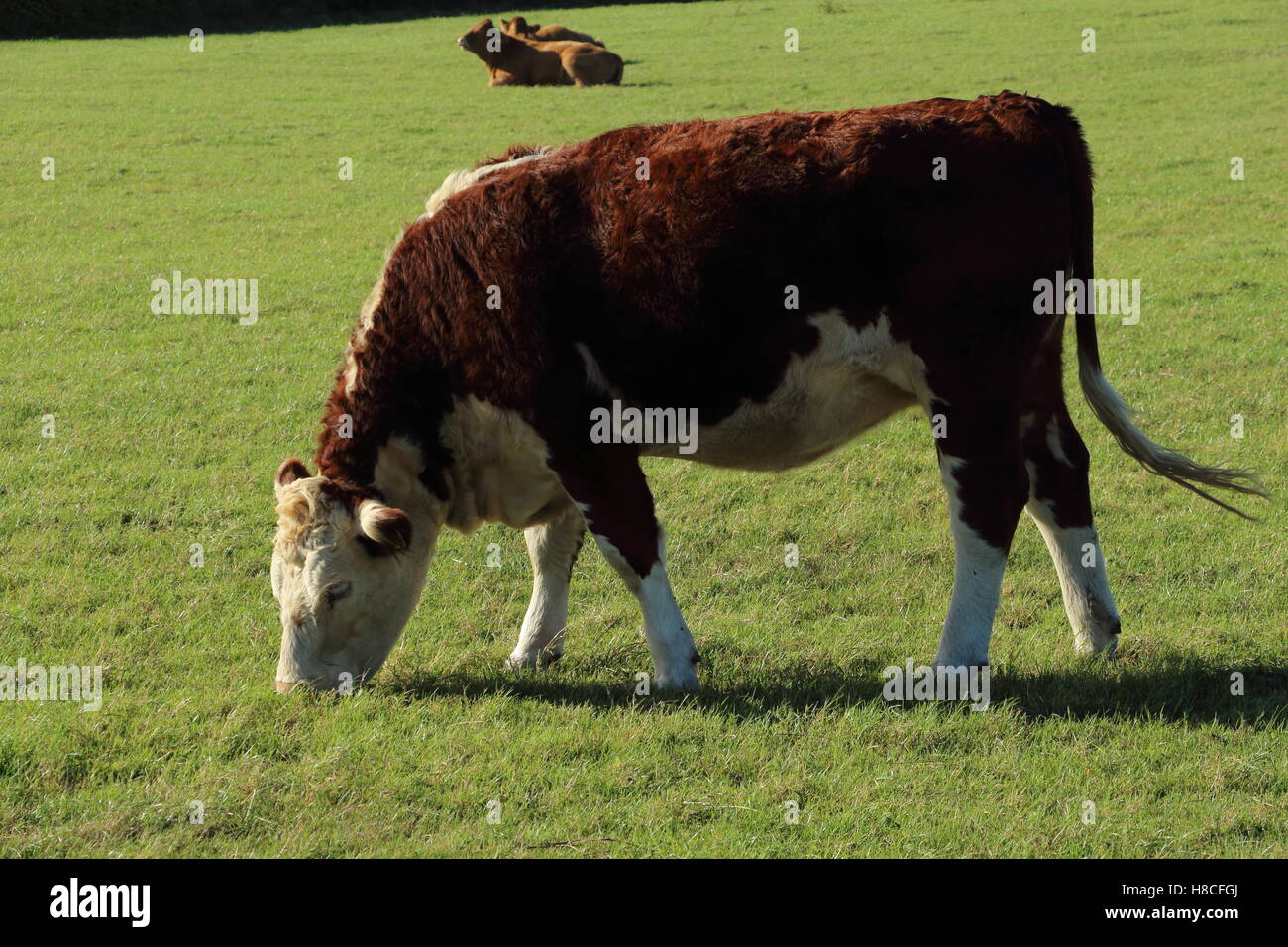 Hereford heifer cow Stock Photo - Alamy