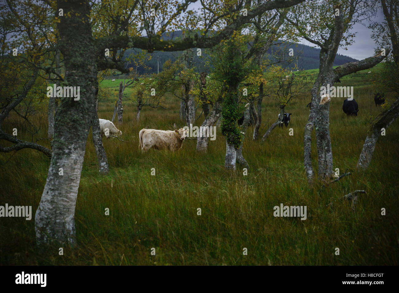 Ettrick valley hi-res stock photography and images - Alamy