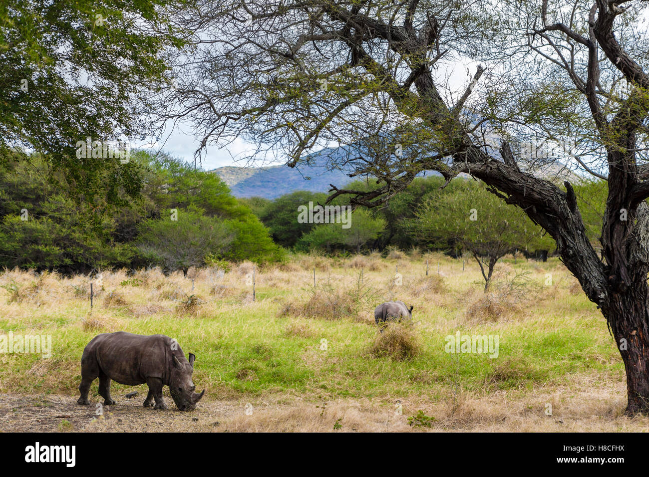 Two rhinos in the safari area of Casela Nature and Leisure Park ...