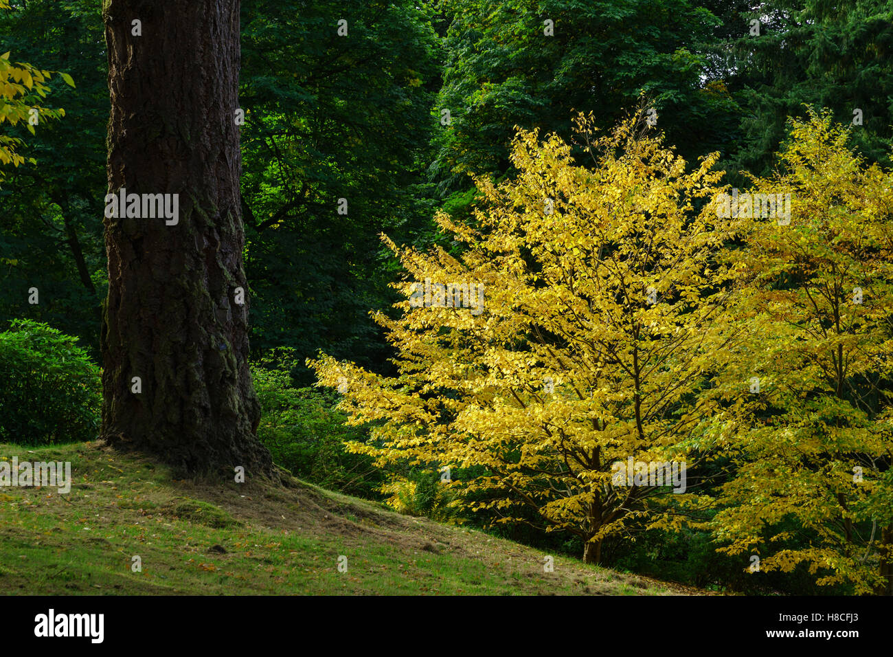 Peebles, Scotland - Dawyck Botanical Gardens in autumn Stock Photo - Alamy
