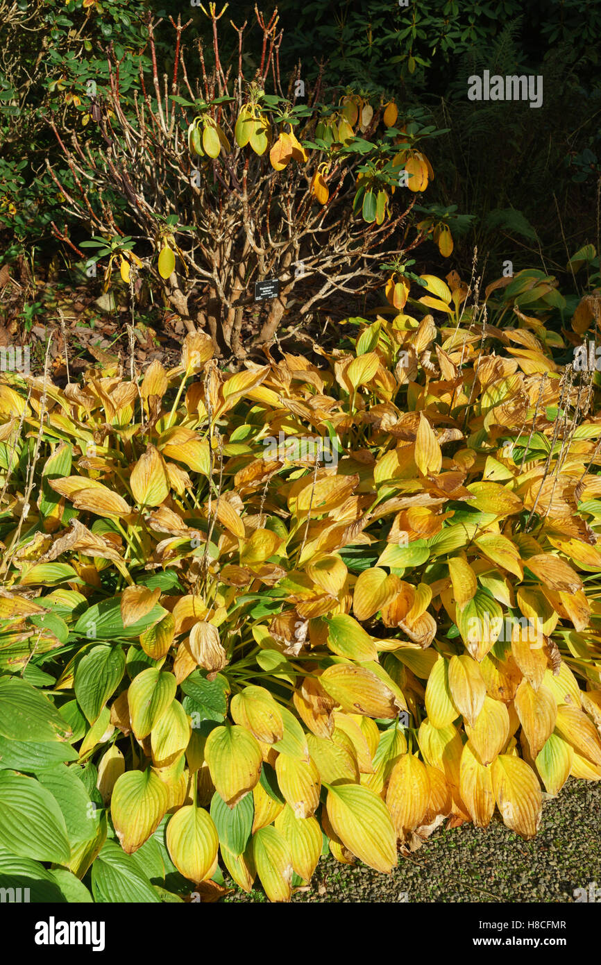 Peebles, Scotland - Dawyck Botanical Gardens in autumn. Hosta ...