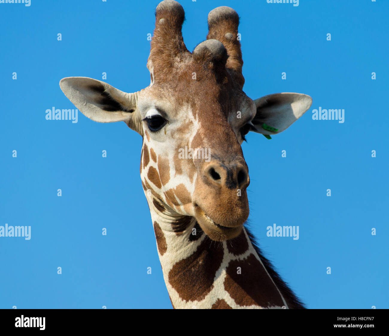 A giraffe portrait Stock Photo - Alamy
