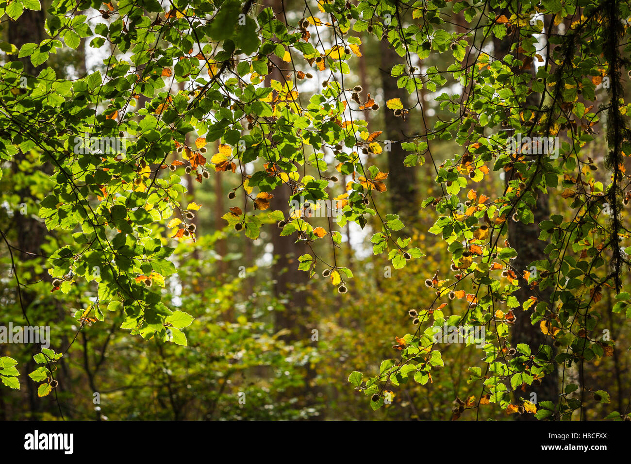 Beech tree scotland hi-res stock photography and images - Alamy