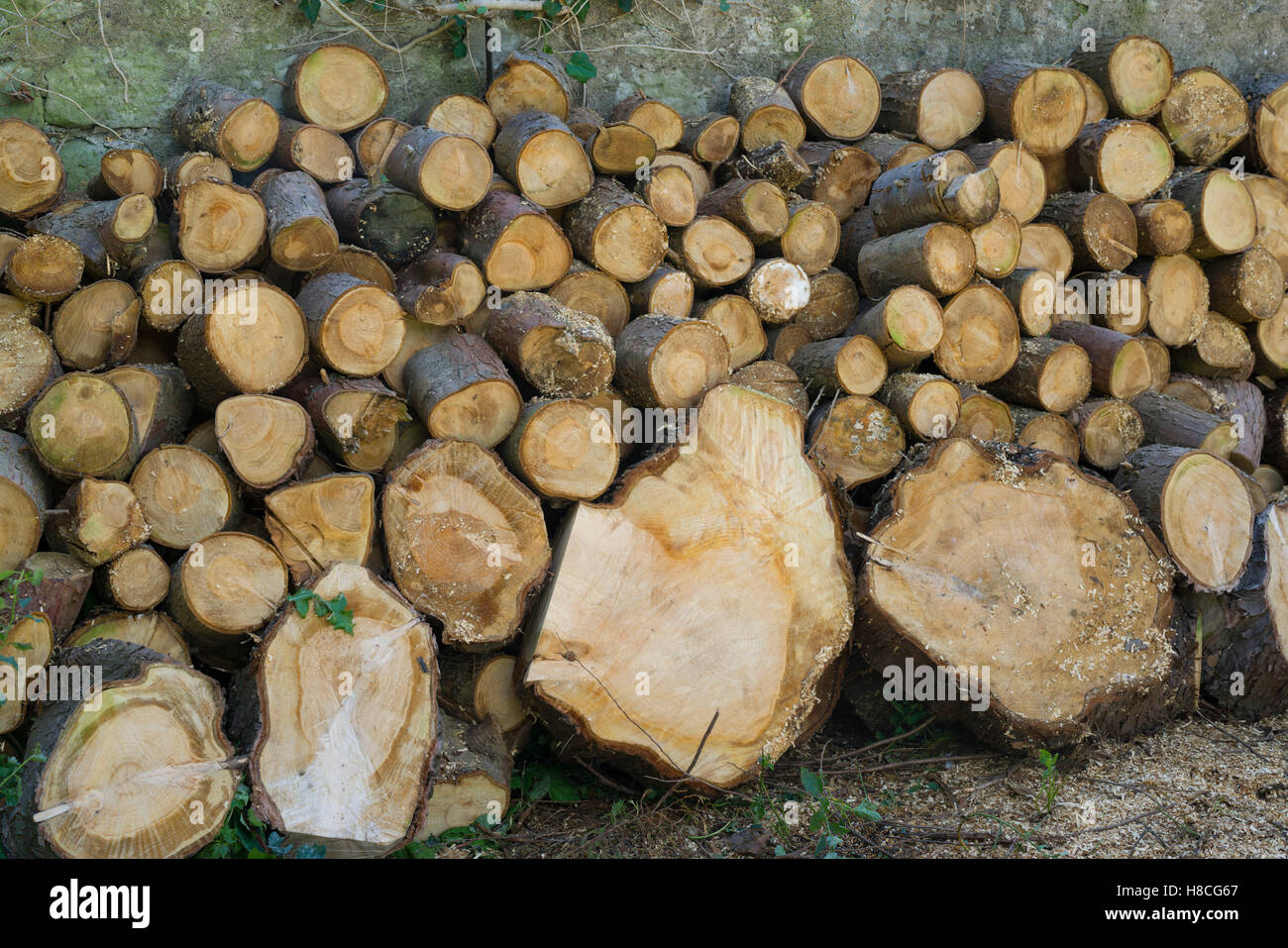 Softwood trees hi-res stock photography and images - Alamy