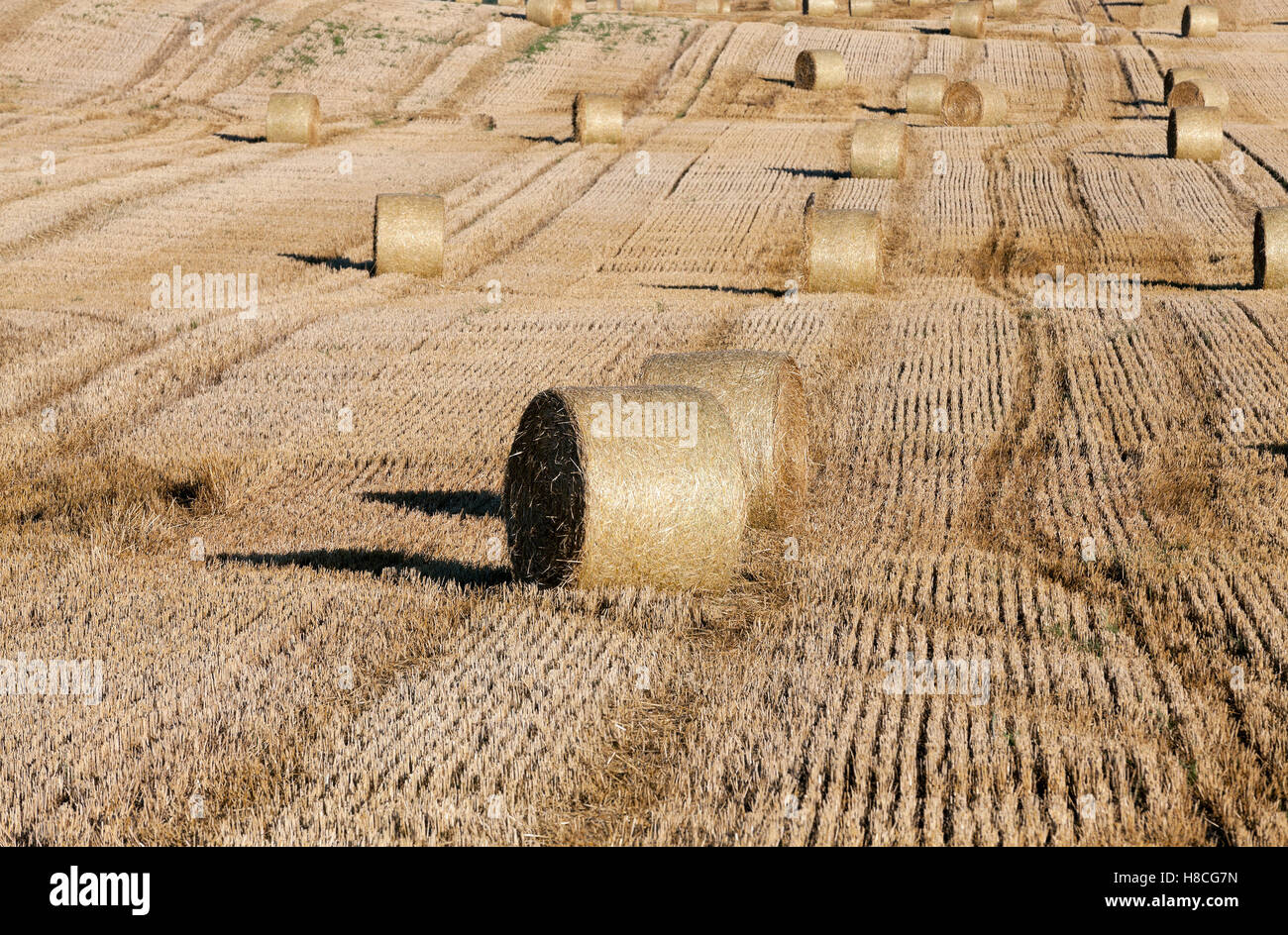 stack of straw in the field Stock Photo - Alamy
