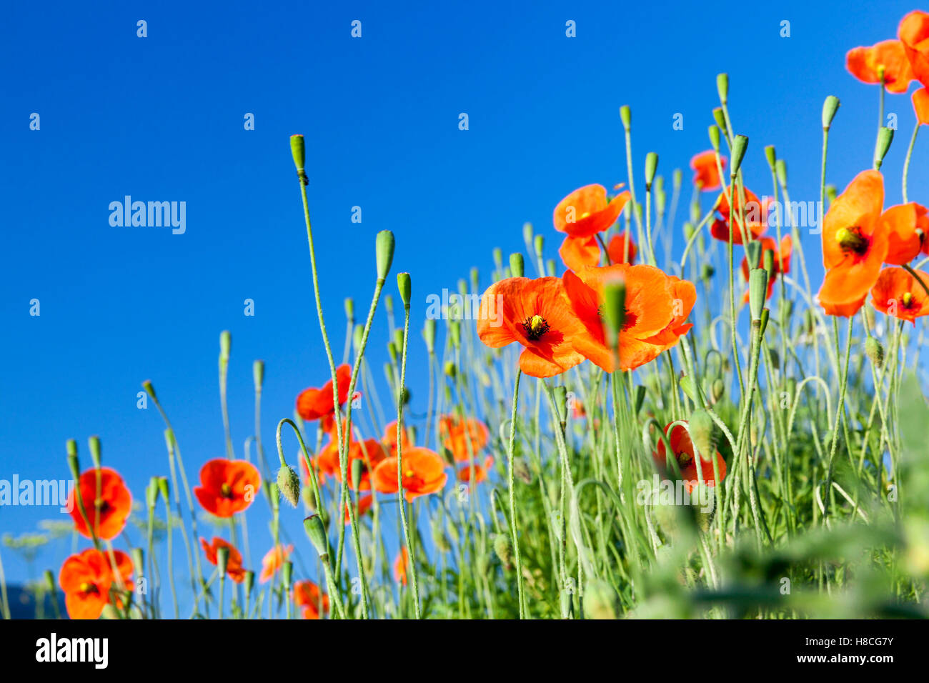 Red Poppy in the field Stock Photo - Alamy