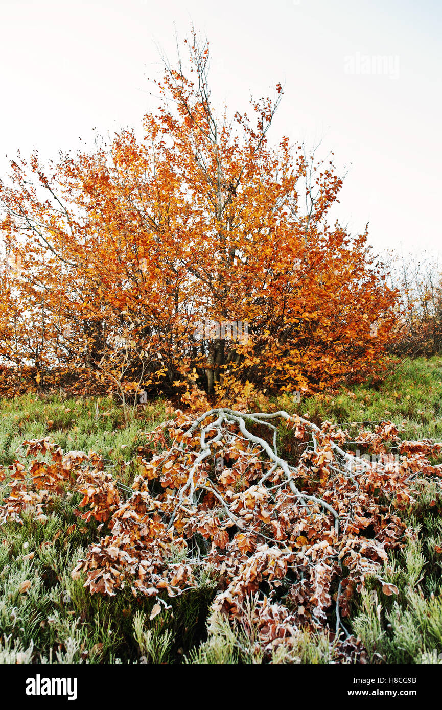 Yellow live tree with dead branch and frozen tree. Concept of death and ...