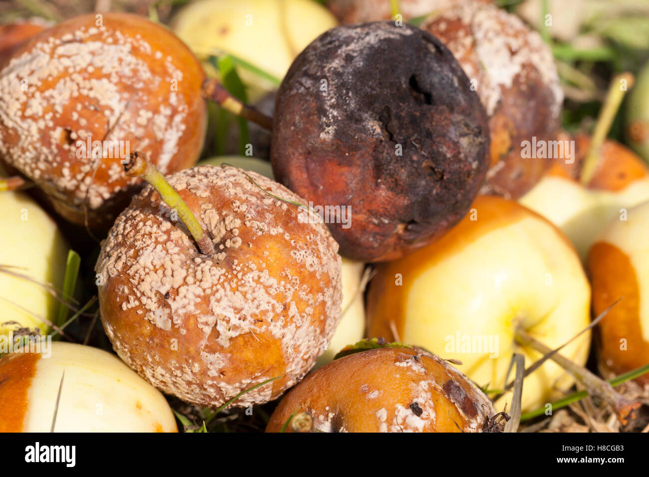 Maggot farm hi-res stock photography and images - Alamy