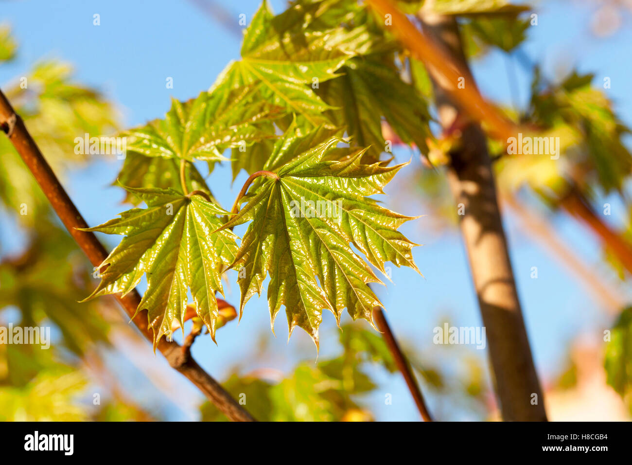 green maple leaves Stock Photo - Alamy
