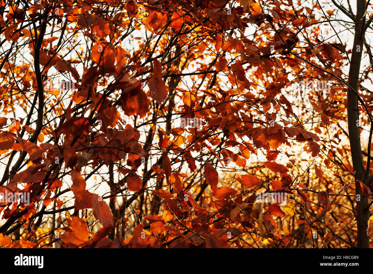 Closeup branches of beerch trees on sun lights. Amazing autumn shots of ...