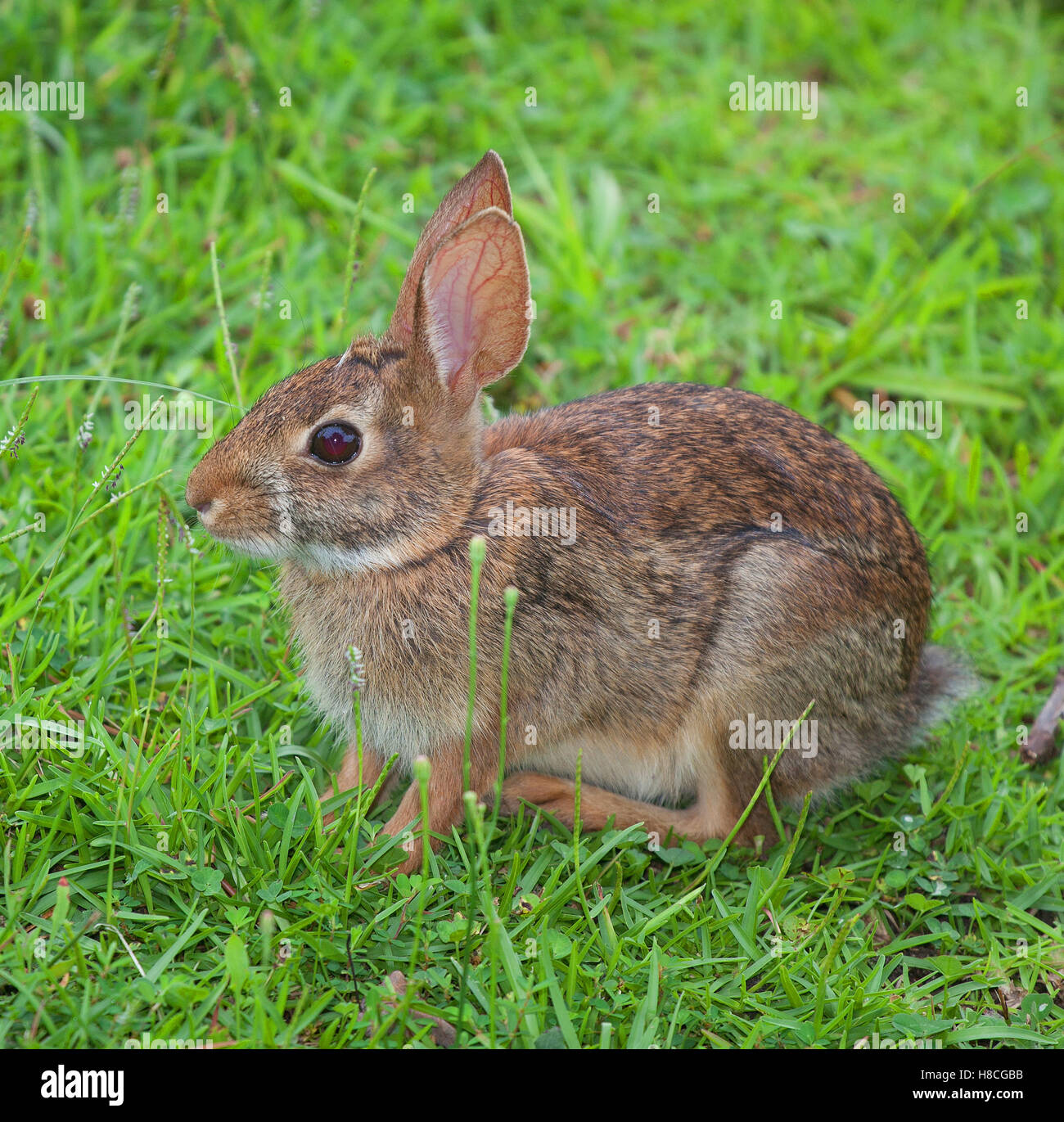 Small cottontail rabbit it he grass ready to run away Stock Photo - Alamy