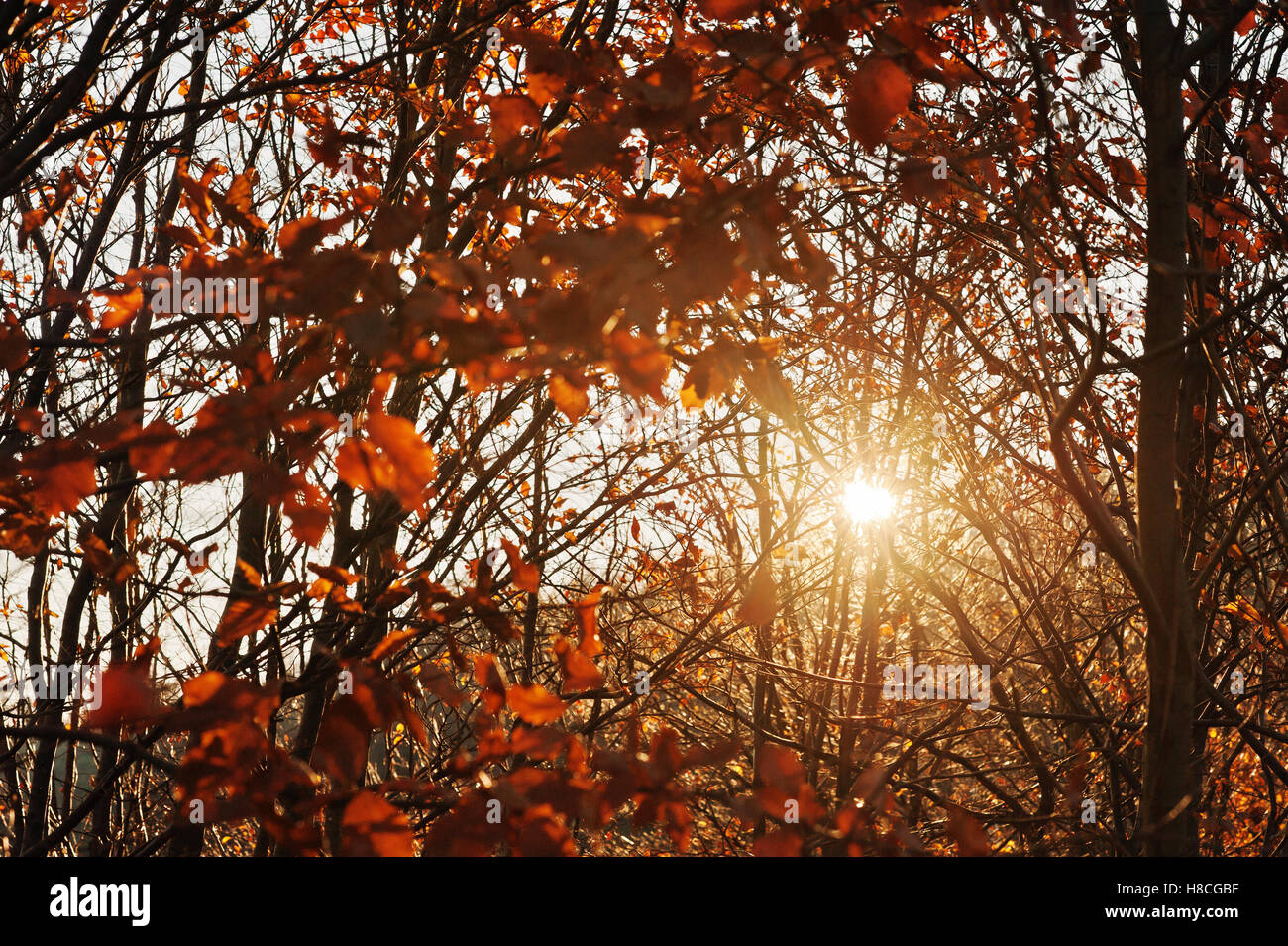 Closeup branches of beerch trees on sun lights. Amazing autumn shots of ...