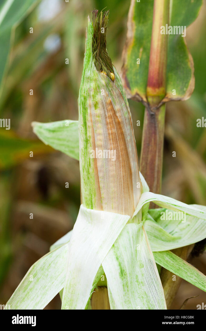 ripe corn, autumn Stock Photo - Alamy
