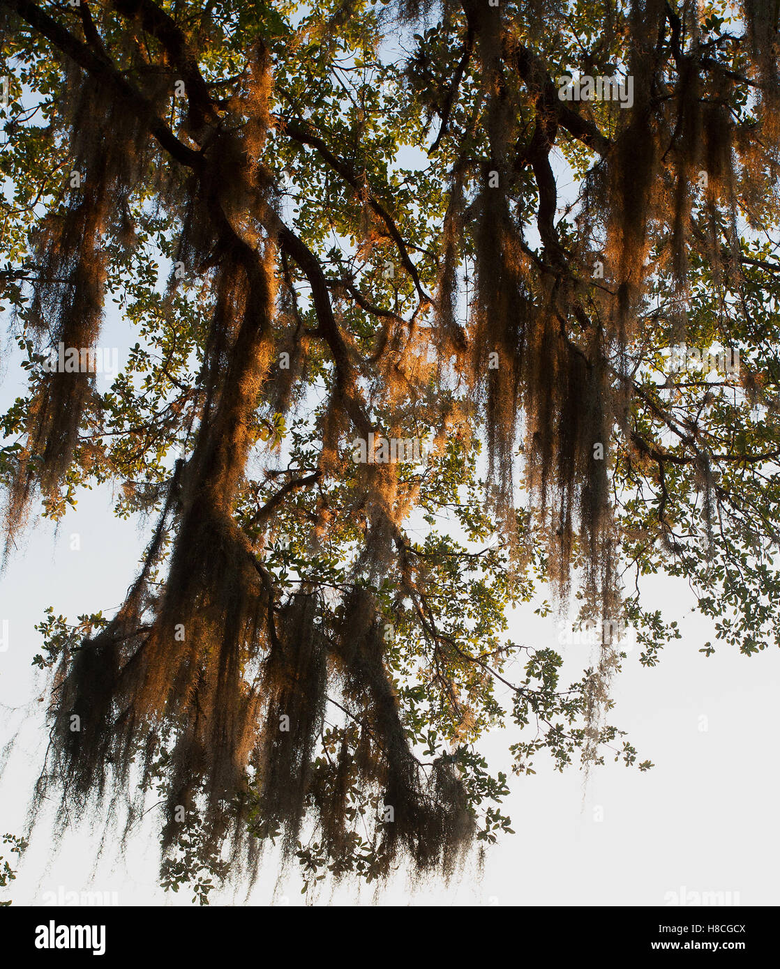 Long Spanish moss hanging from a tree just before sunset Stock Photo ...