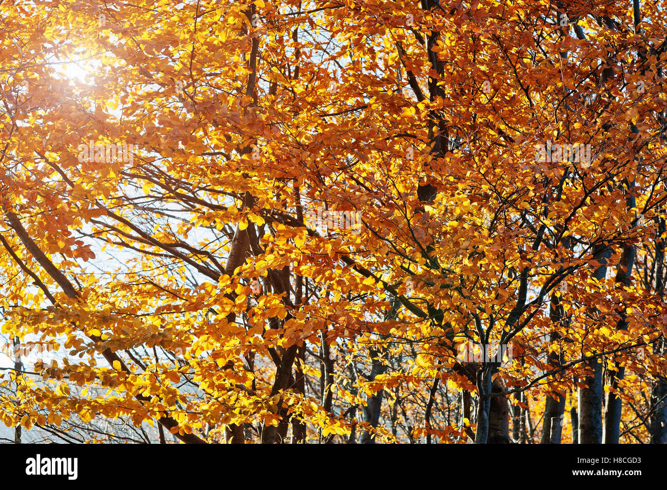 Yellow red trees leaves on autumn forest. Colourful wood Stock Photo ...